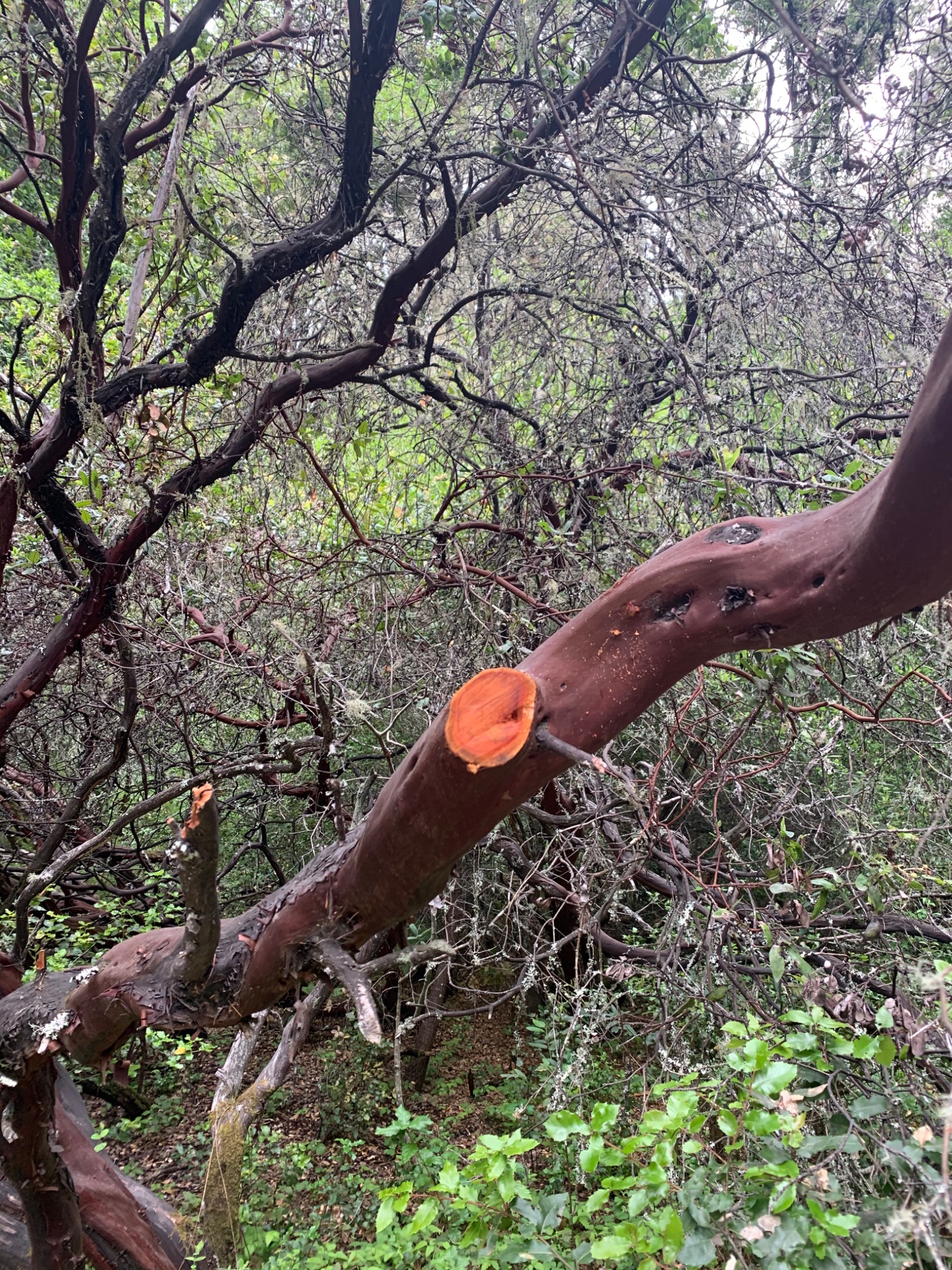 Plants of Santa Cruz · Trees