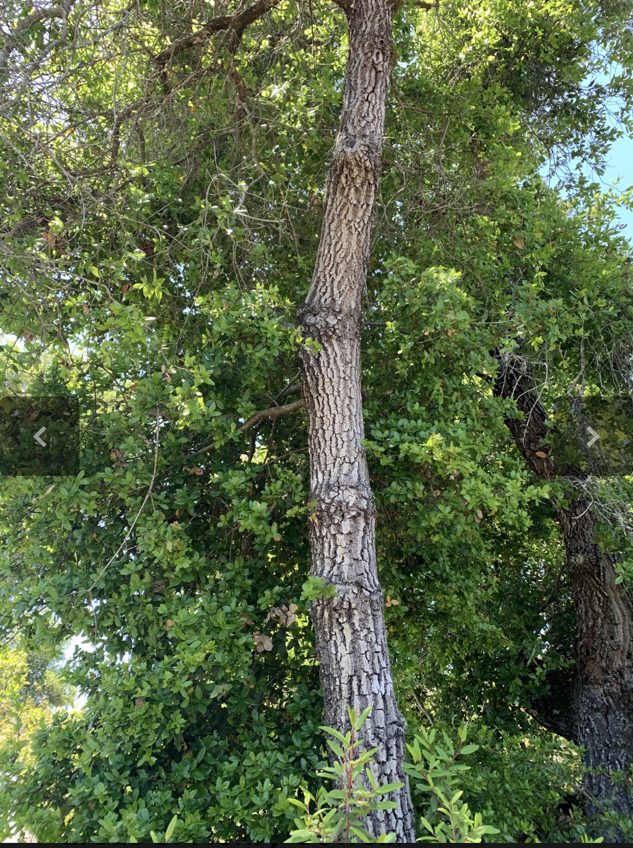 Plants of Santa Cruz · Trees