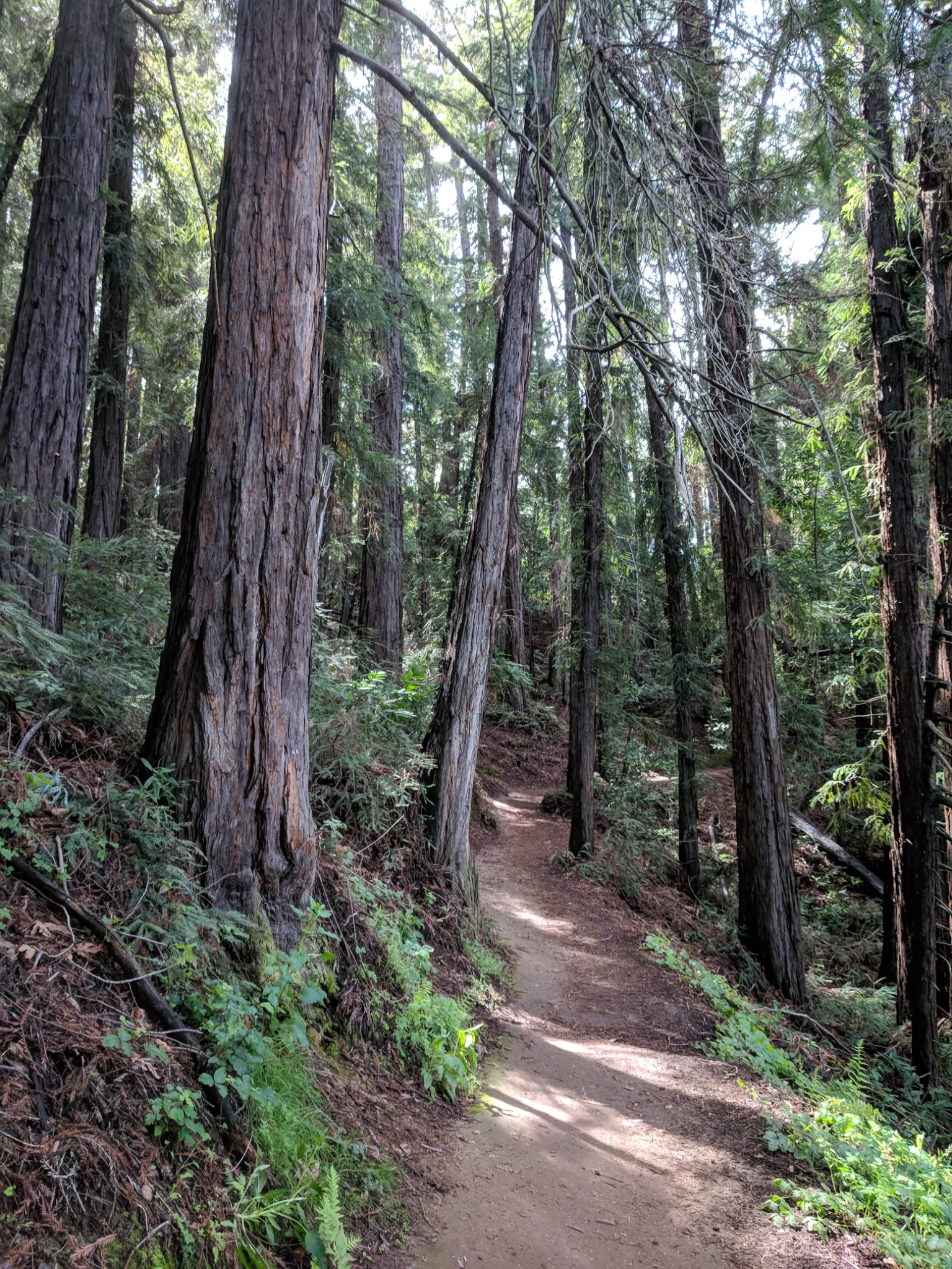 Plants of Santa Cruz · Trees