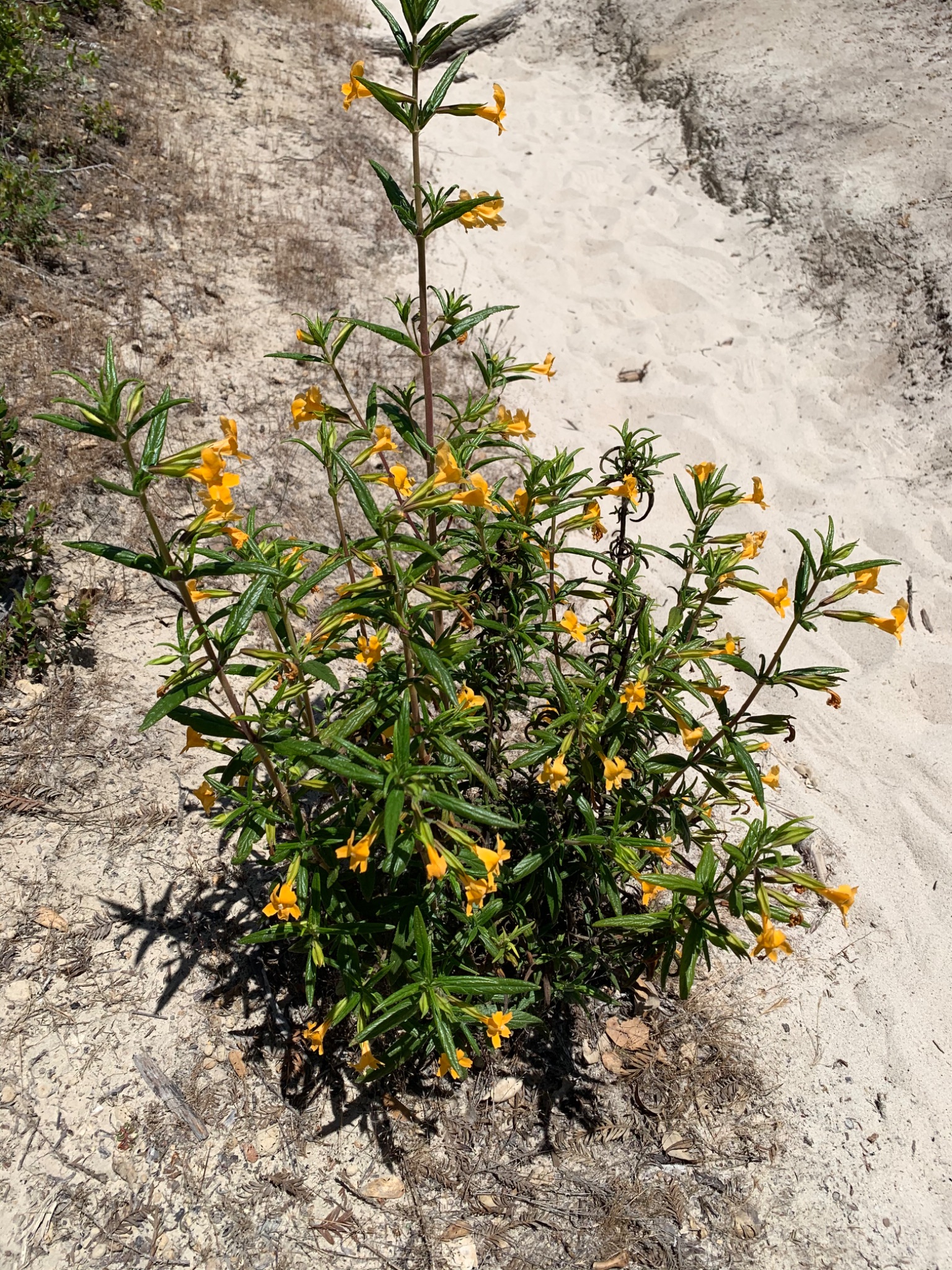 Plants of Santa Cruz · Plants Mobile View