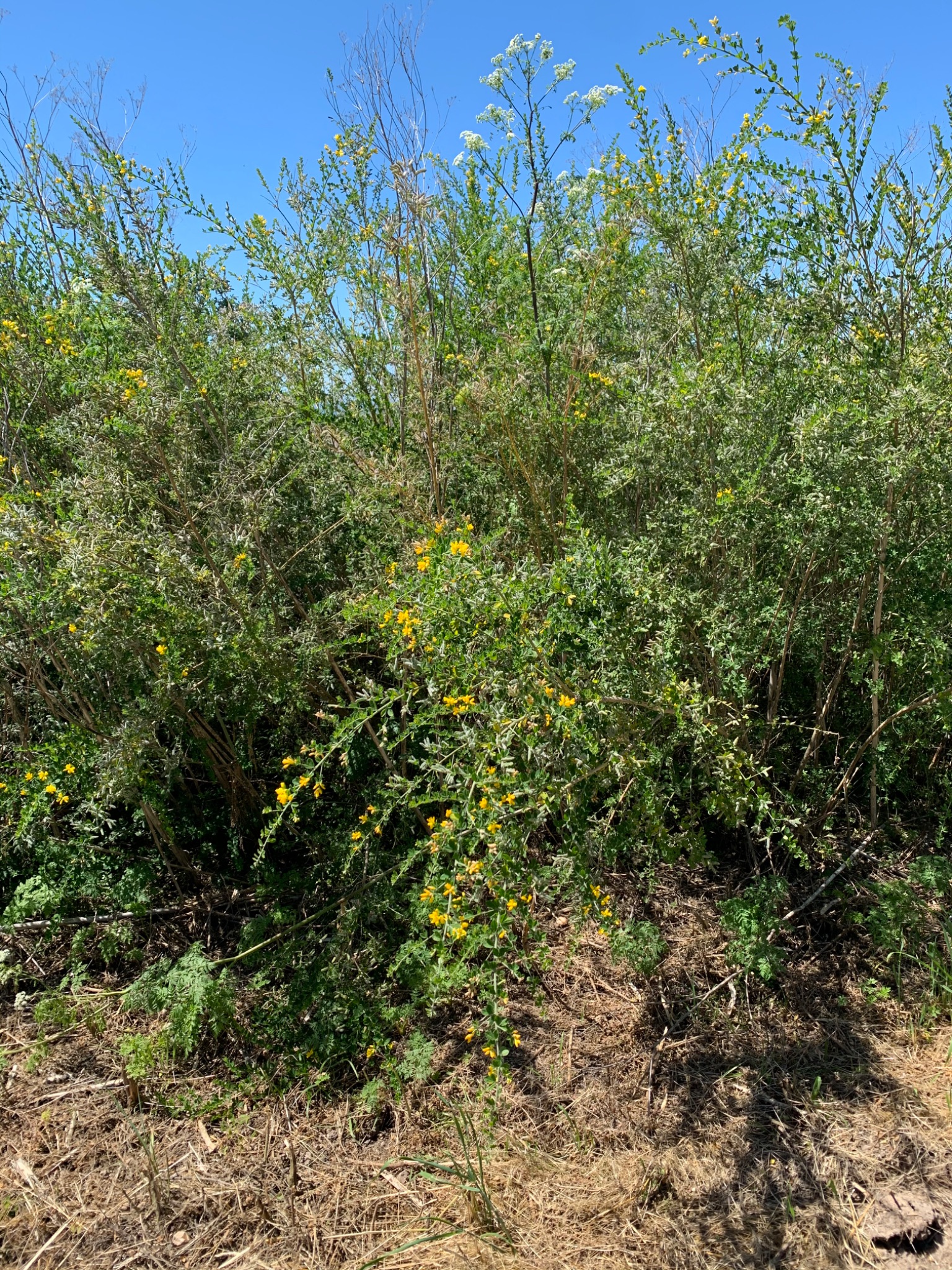 Plants of Santa Cruz · Plants Mobile View