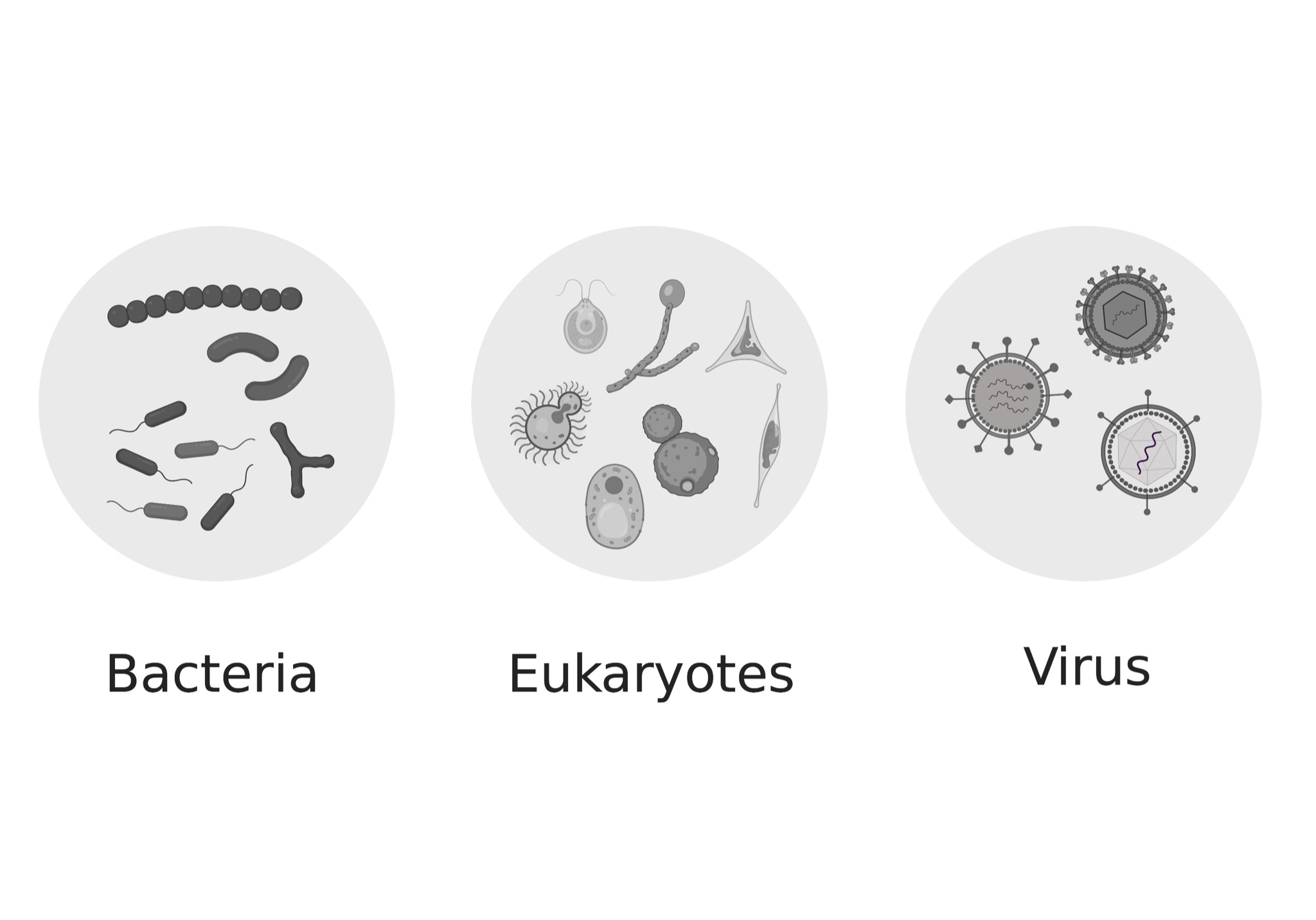 The Microbe Directory
