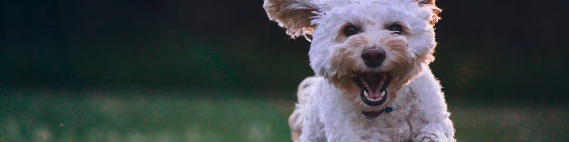 Dog Images Pack, extend Coda with Dog Images - Coda